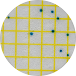 Aiculture®|2025版GB4789.3 / GB4789.30/ GB4789.38标准修订解读 – 逗点生物官方博客