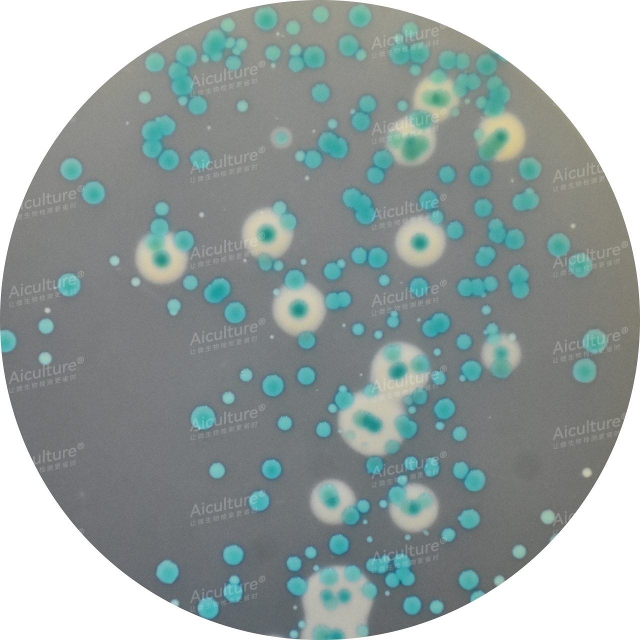 Aiculture®|2025版GB4789.3 / GB4789.30/ GB4789.38标准修订解读 – 逗点生物官方博客